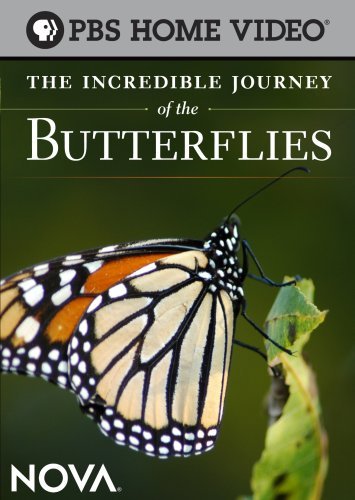 The Incredible Journey Of The Butterflies | Watch Documentary Online ...