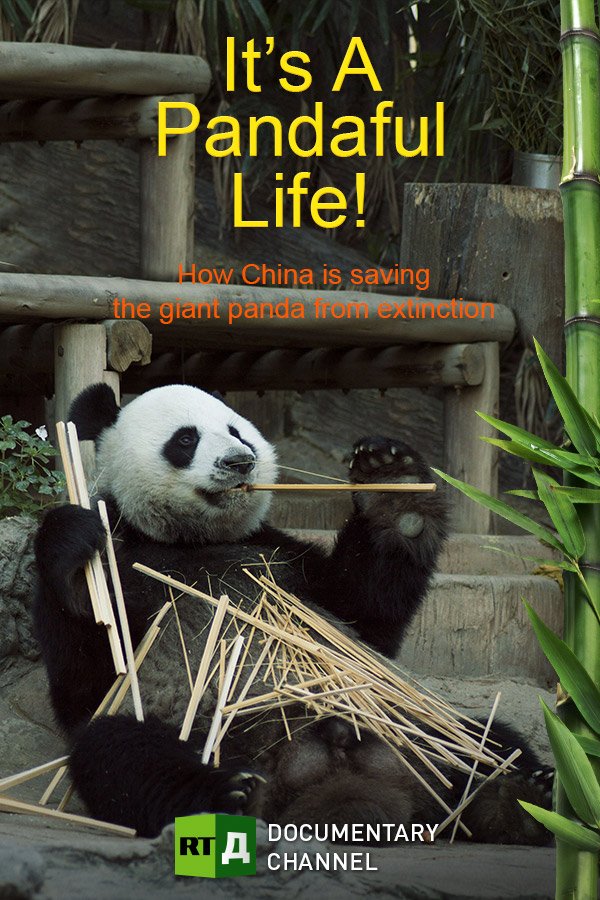 It’s a Pandaful Life! | Watch Documentary Online for Free