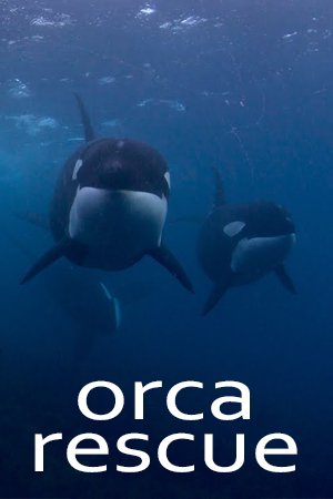 Orca Rescue | Watch Documentary Online for Free